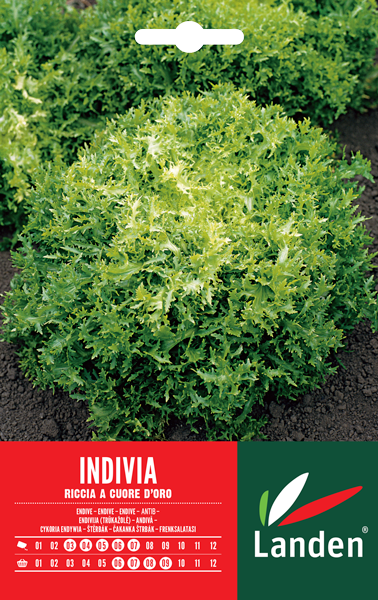 Indivia riccia - Landen