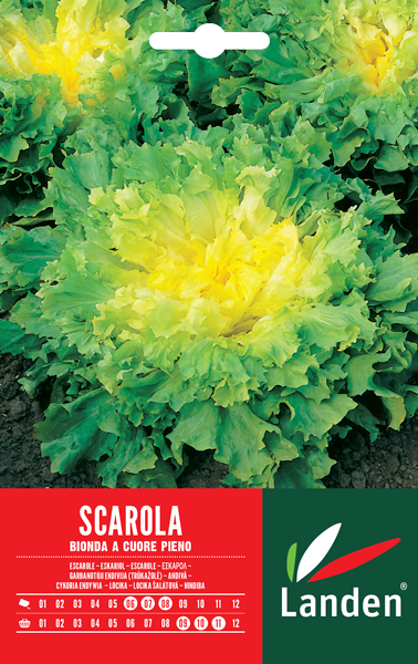 Scarola bionda a cuore pieno - Landen