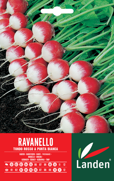 Ravanello tondo rosso a punta bianca - Landen