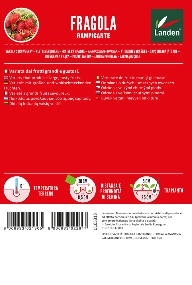 Fragole rampicanti - Landen