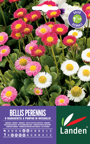 Bellis perennis mix - Landen
