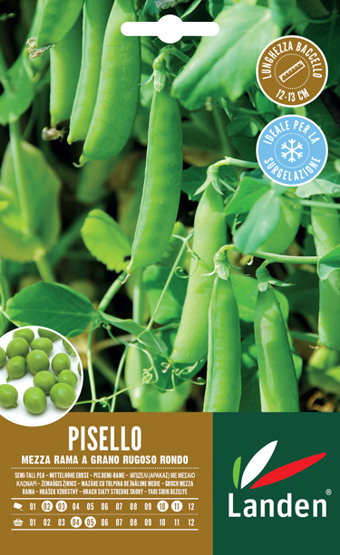 Pisello mezza rama Rondo - Landen